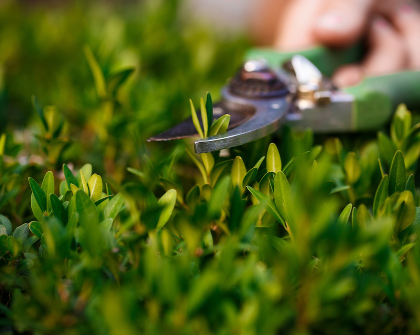 Home - Saunders Gardening